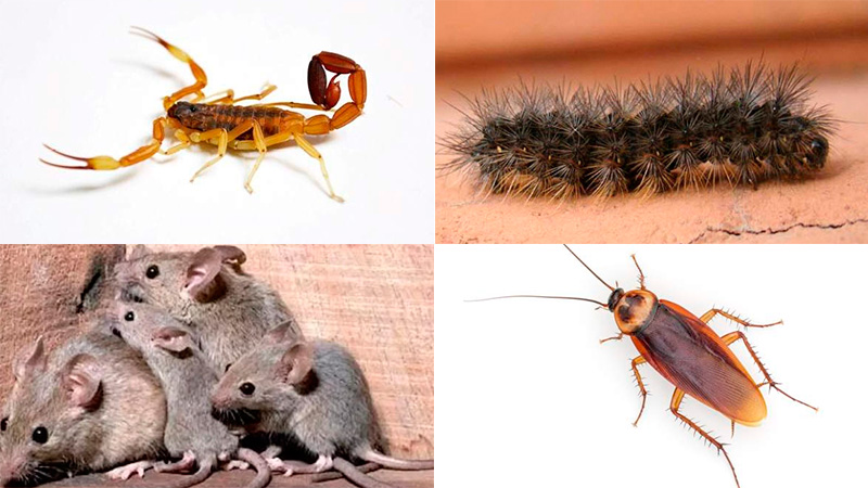 Calor, lluvias y humedad, propician la aparición de todo tipo de ...