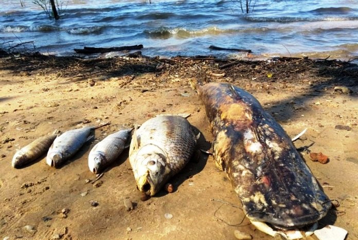 ¿Los peces del río Uruguay están contaminados? | GENESIS24.NET > Portal ...