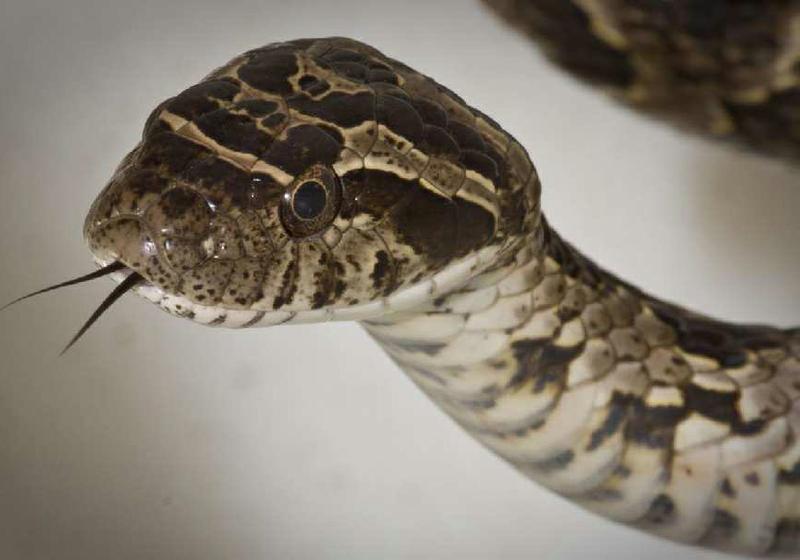 ¿Cómo reaccionar ante la mordedura de una yarará? | GENESIS24.NET ...