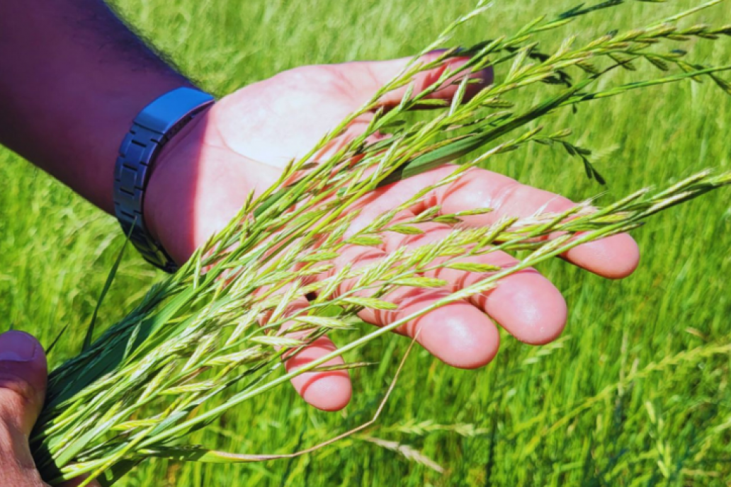 El raigrás Rápido INTA es un cultivo estratégico para el pastoreo ...